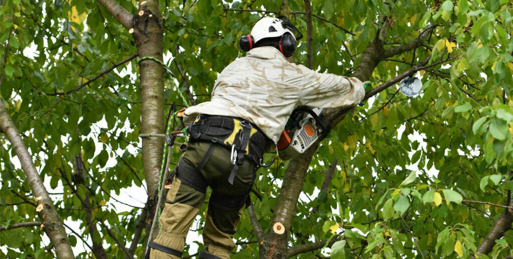 ¿Cuáles son los fundamentos de la poda de árboles? | REVISTA BIENESTAR